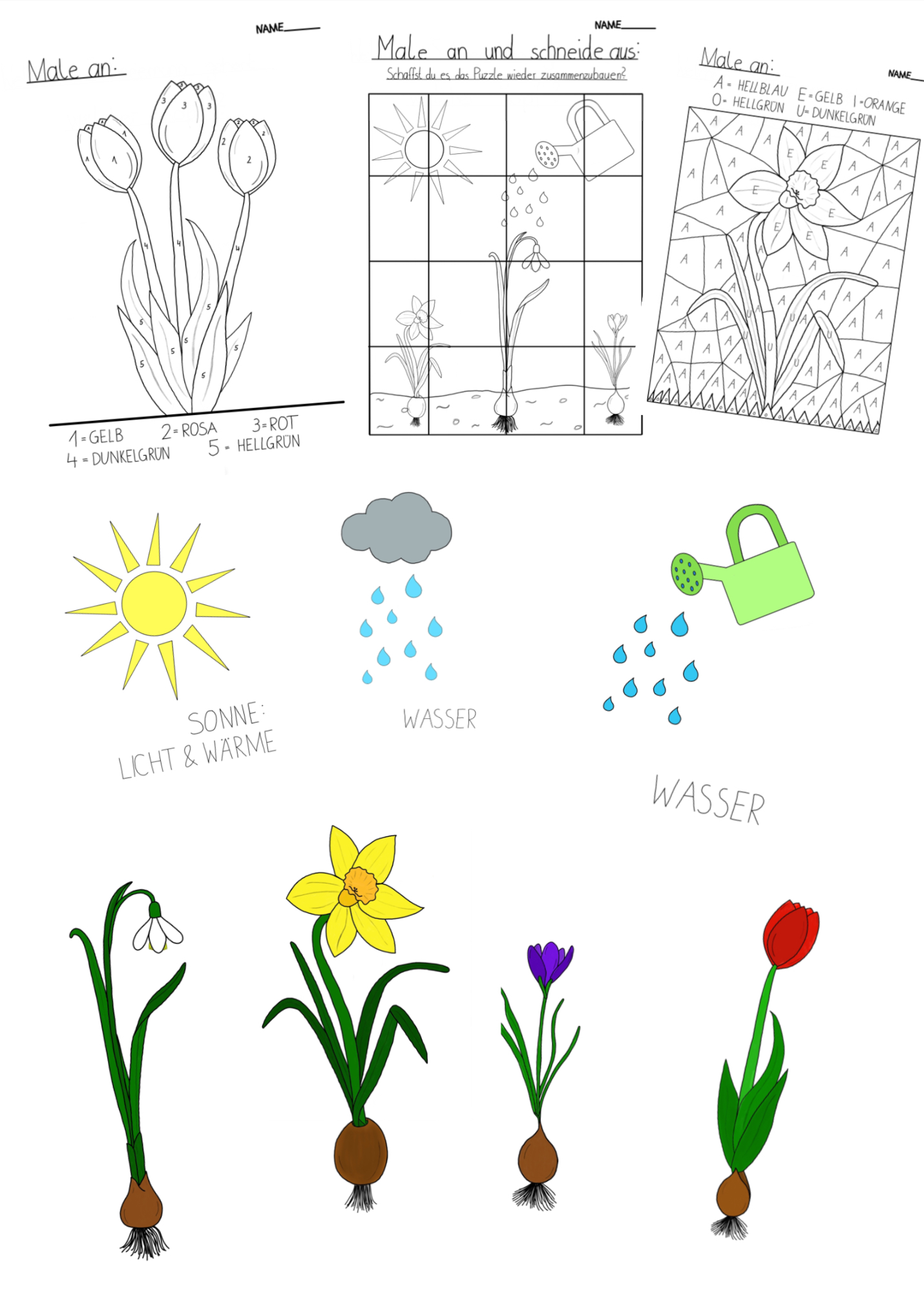 Frühblüher Materialpaket – Unterrichtsmaterial in den Fächern Biologie ...